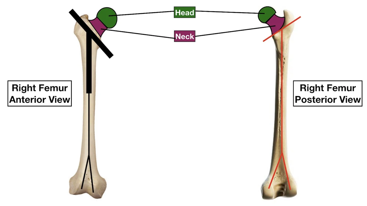 Femur Diagram