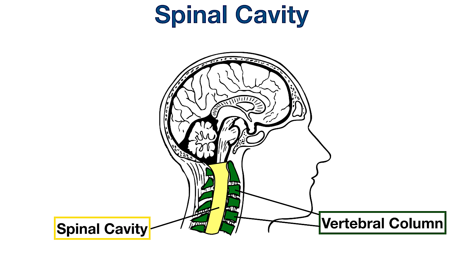 Spinal Cavity Diagram