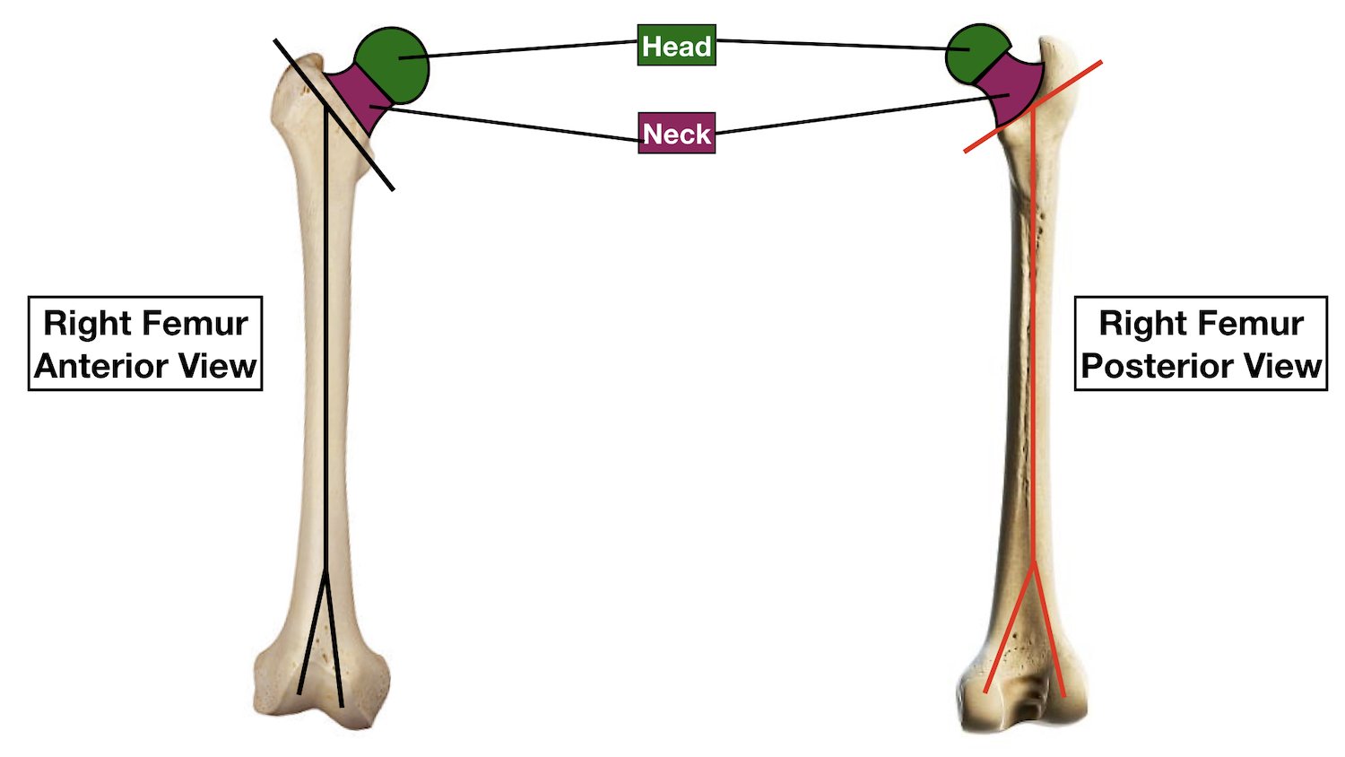 Femur Bone Anatomy: Labeled Diagram, Quiz, Color-Coded Parts, Skeletal ... Femur Bone Anatomy: Labeled Diagram, Quiz, Color-Coded Parts, Skeletal ...