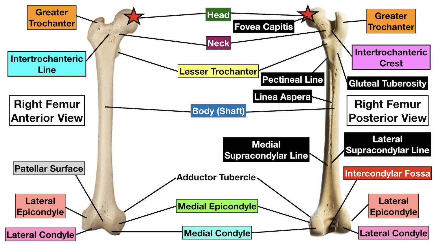 Hip Bone Anatomy Medial