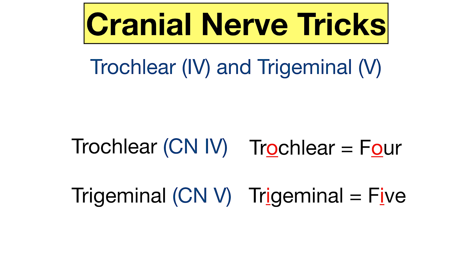 Cranial Nerves Mnemonic: Function, Labeled Names In Order,, 52% OFF Cranial Nerves Mnemonic: Function, Labeled Names In Order,, 52% OFF