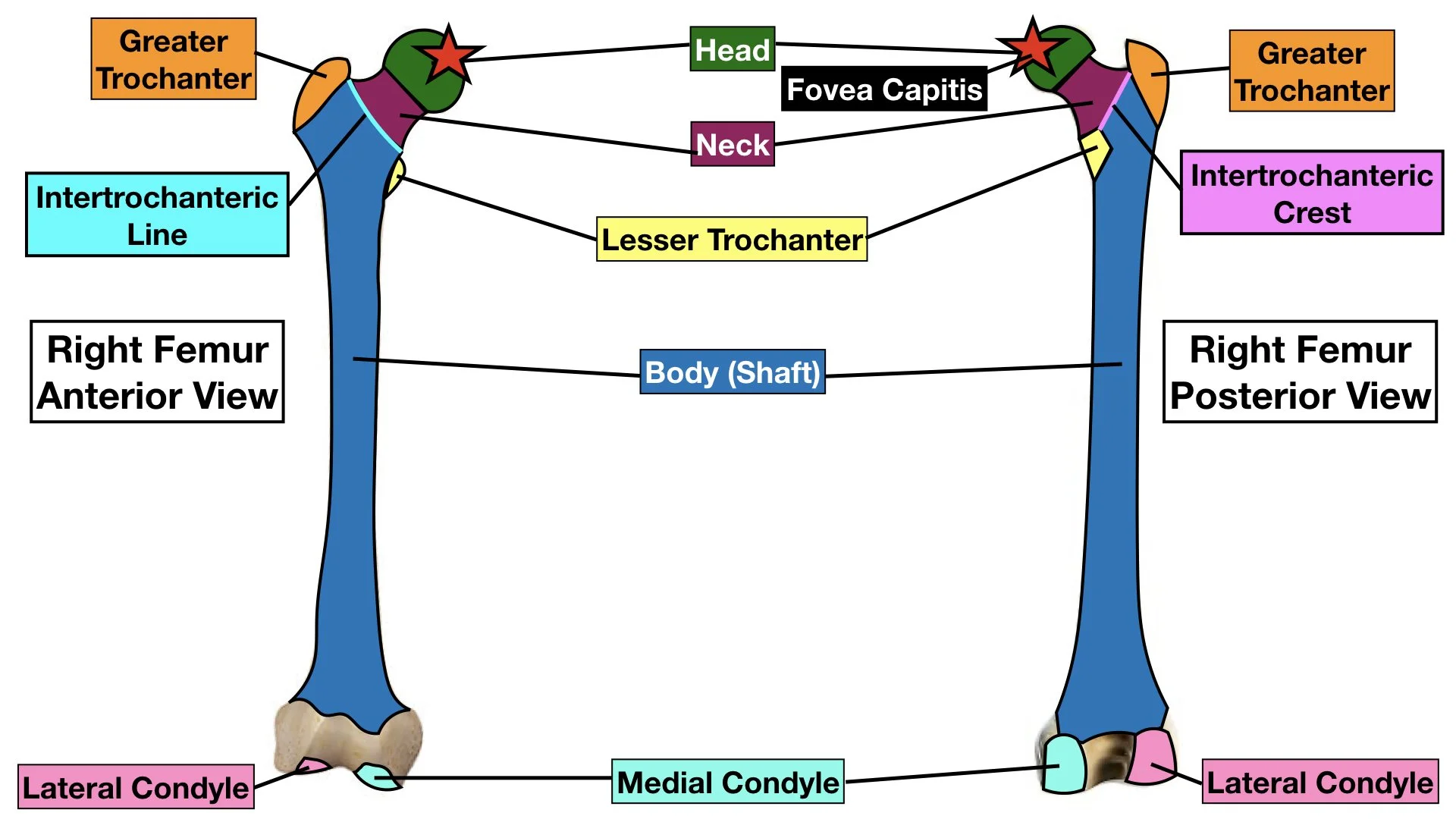 Intertrochanteric Line Femur – Earth's Lab