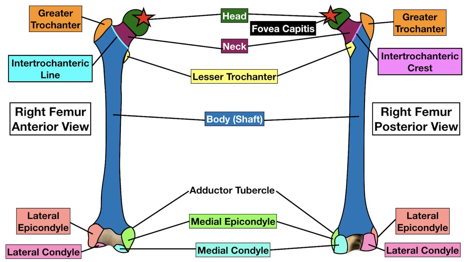 Proximal Femur Anatomy