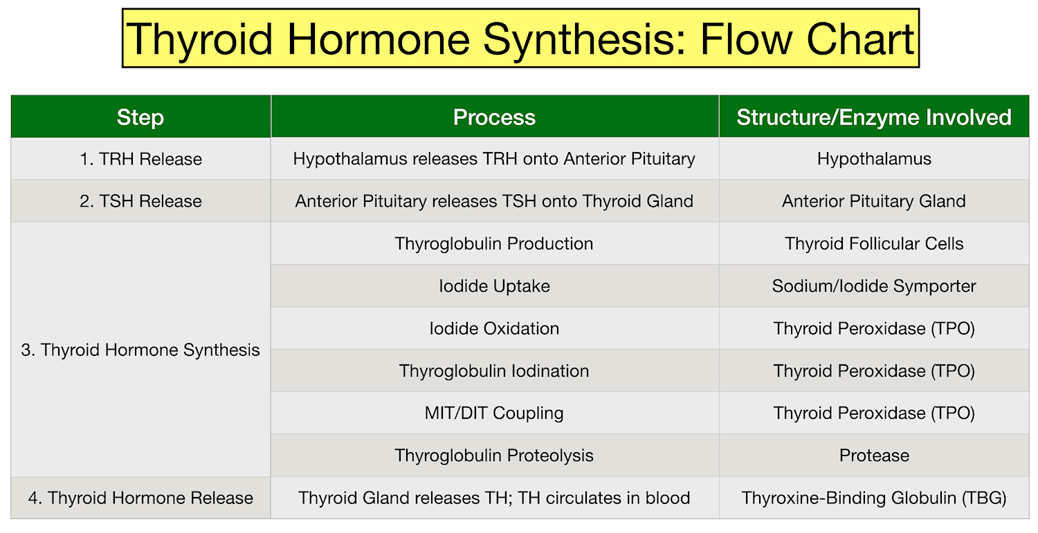 Thyroid Hormone Synthesis Pathway: Step-By-Step Flow Chart, 47% OFF Thyroid Hormone Synthesis Pathway: Step-By-Step Flow Chart, 47% OFF