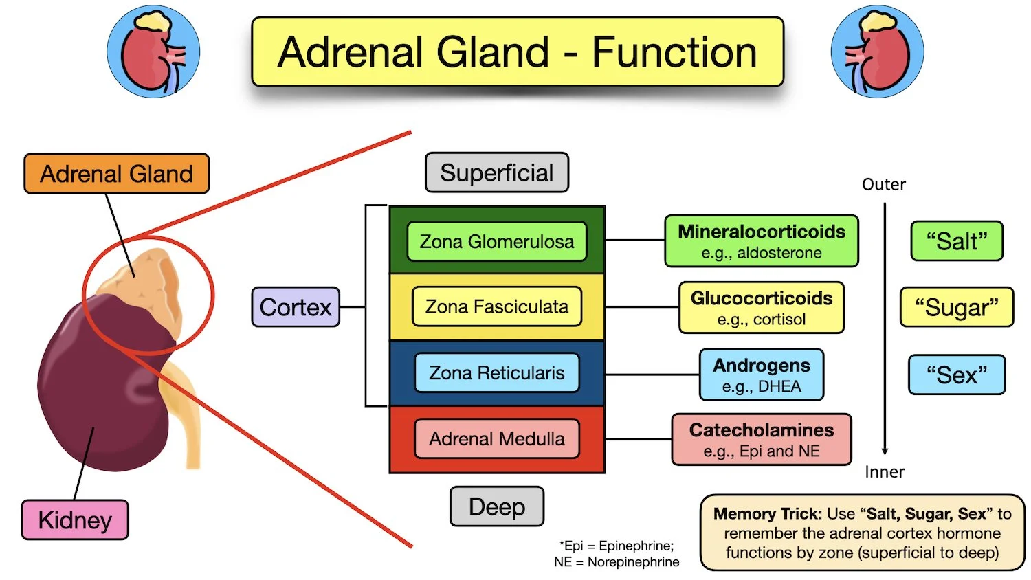 Cortisol Adrenal Gland Secrete Mayo Clinic Q And A: Understanding