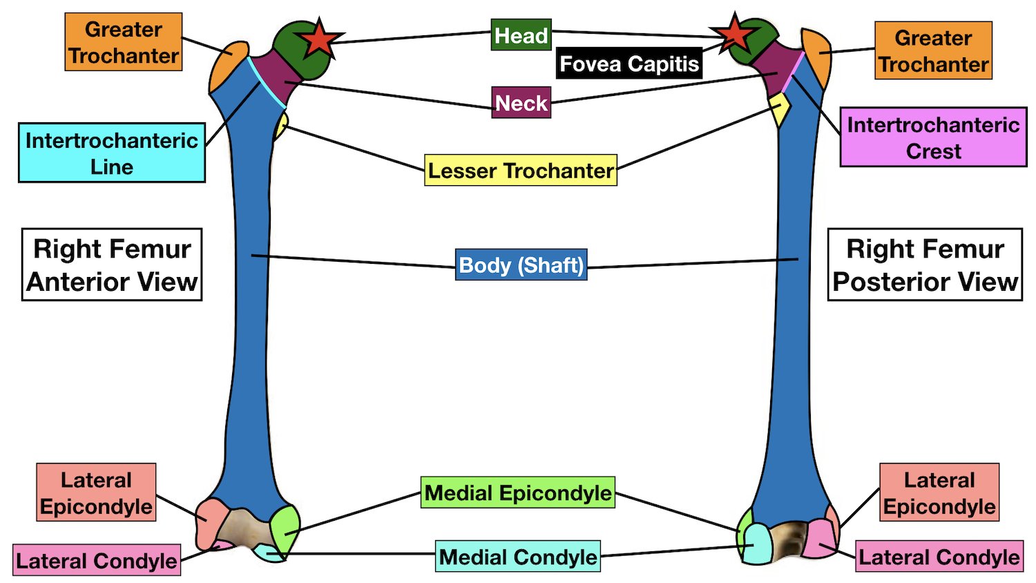 Femur Definition Location Anatomy Functions Diagrams - vrogue.co Femur Definition Location Anatomy Functions Diagrams - vrogue.co