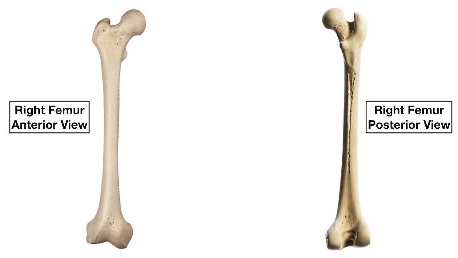 Femur Definition, Function, Diagram, Facts Britannica, 40% OFF Femur Definition, Function, Diagram, Facts Britannica, 40% OFF