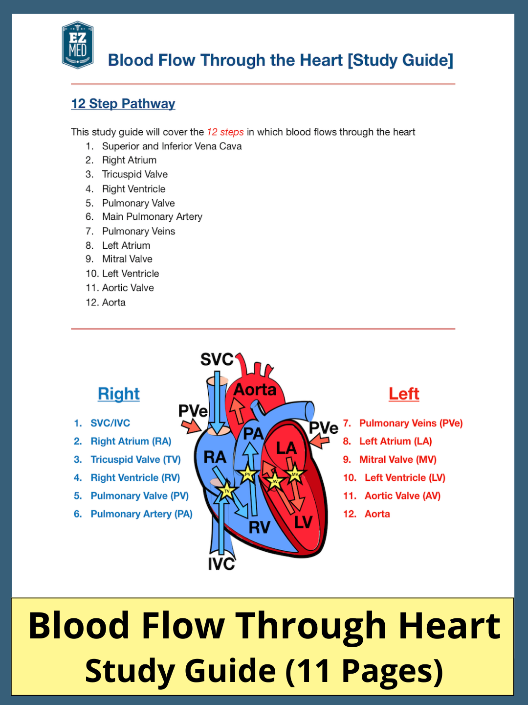 Blood Circulation Step By Step