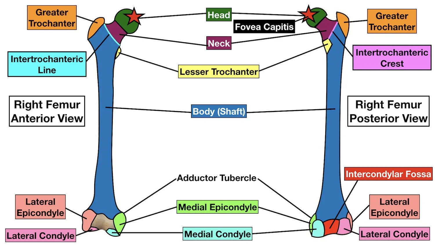 Intercondylar Notch Femur