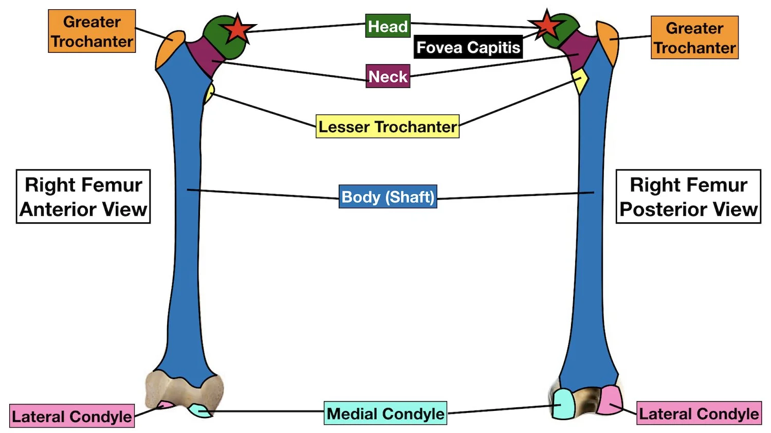 Nerve And Fovea Of Femur