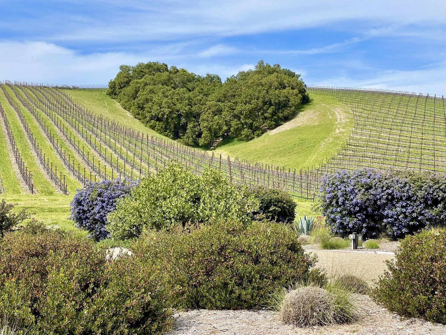 Best Paso Robles Restaurants: 15 Hot Spots for 2024! — Chef Denise