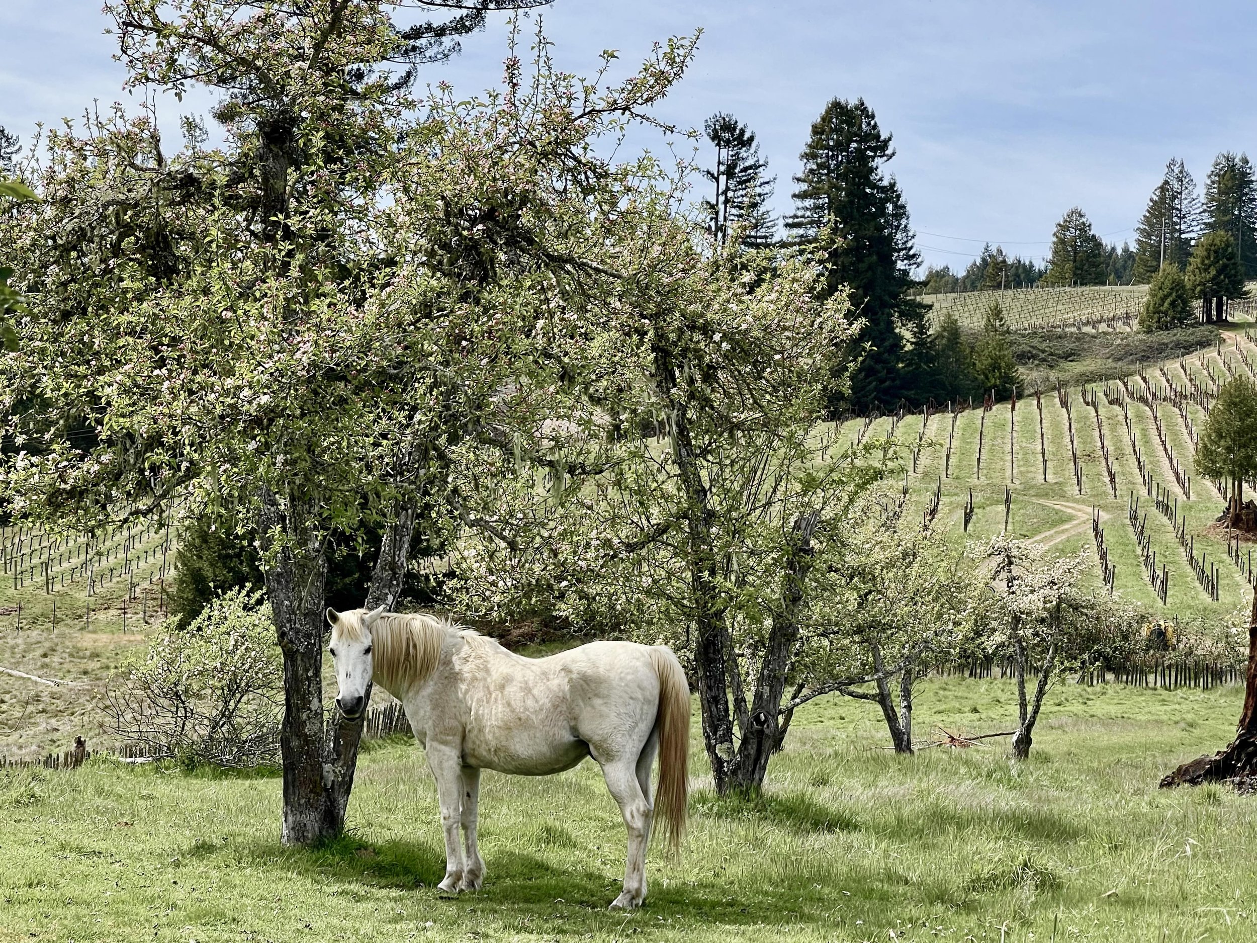 The Best Anderson Valley Wineries You Should Visit — Chef Denise
