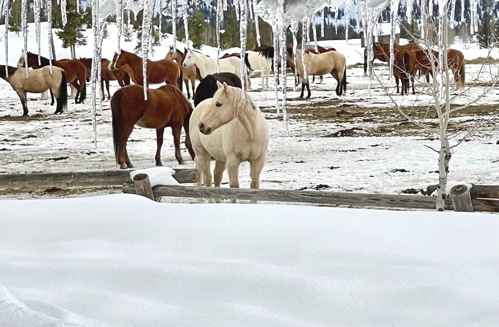 Vista Verde Ranch in Colorado: The Ultimate Getaway — Chef Denise
