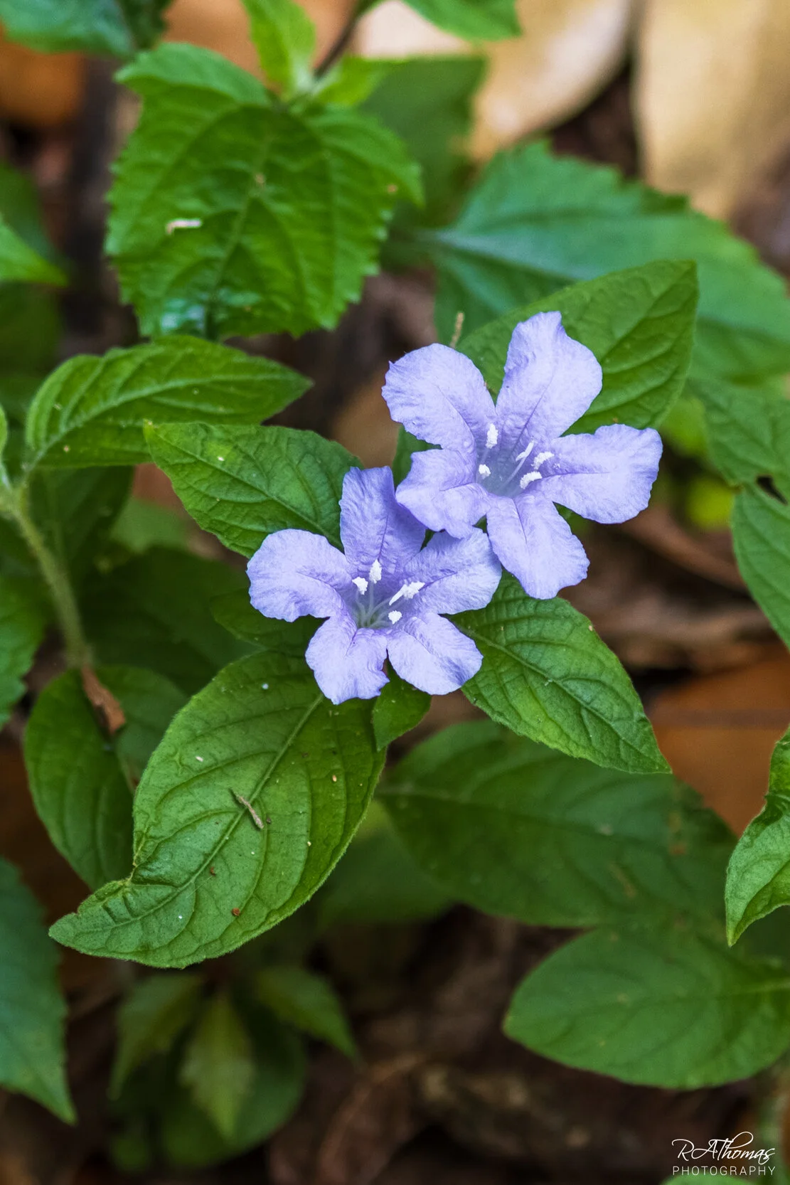 Florida Wild Flowers — RAThomas Photography