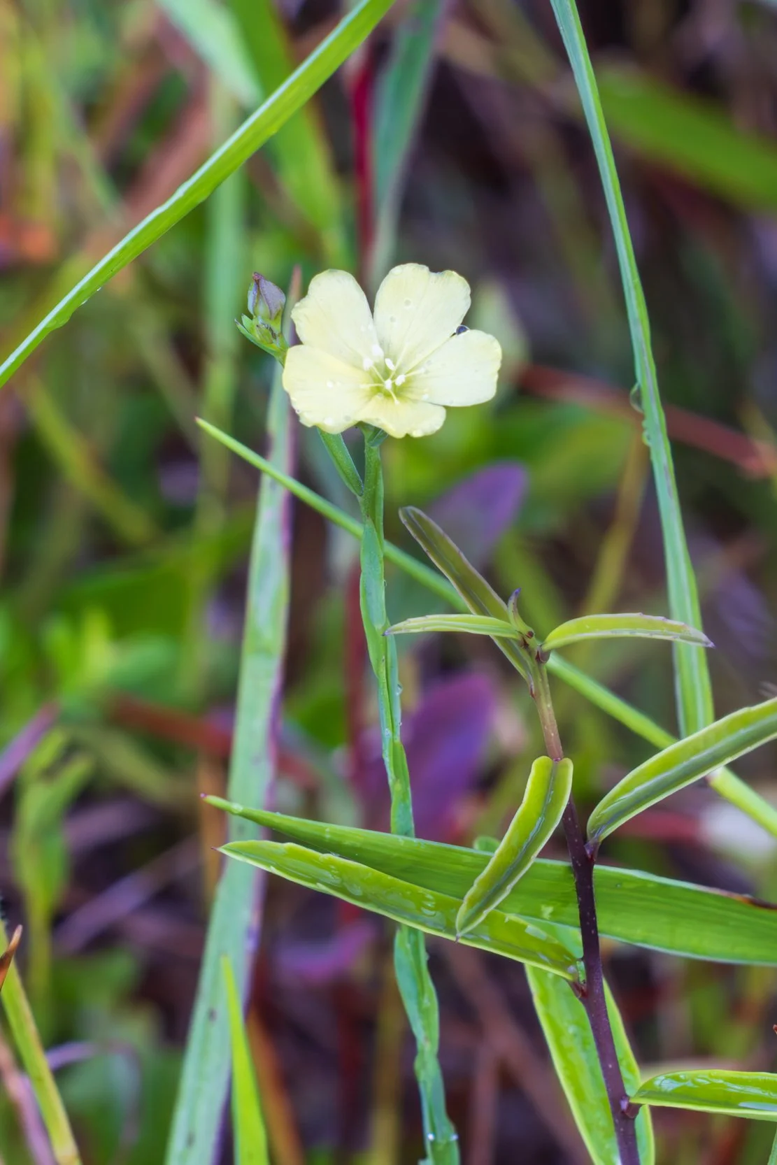 Florida Wild Flowers — RAThomas Photography