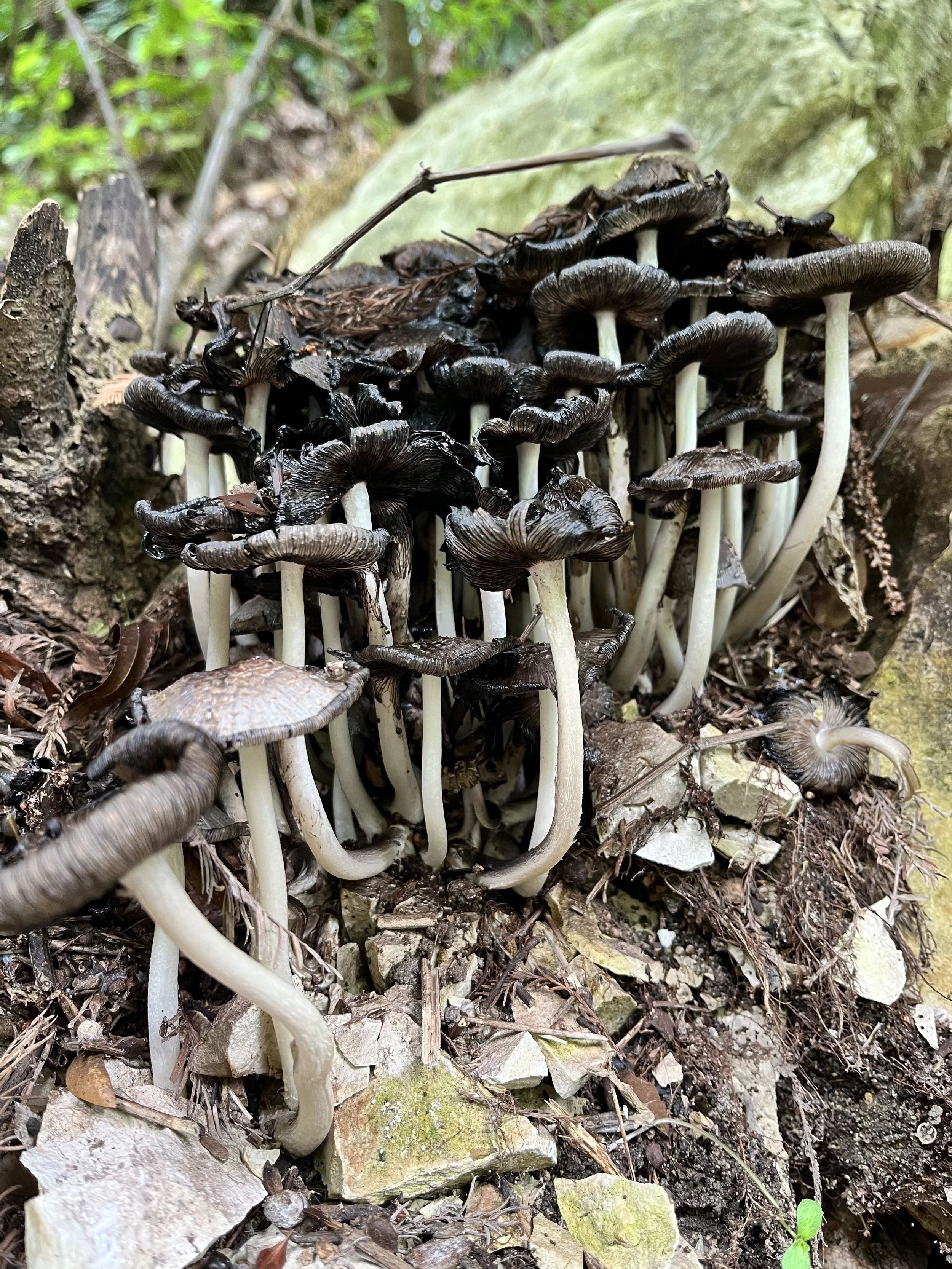 Exploring the Fascination Behind Mycology with UT’s Fungus Enthusiasts ...