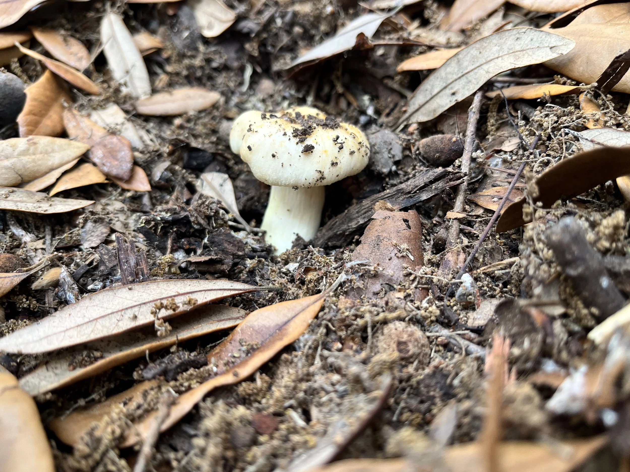 Exploring the Fascination Behind Mycology with UT’s Fungus Enthusiasts ...