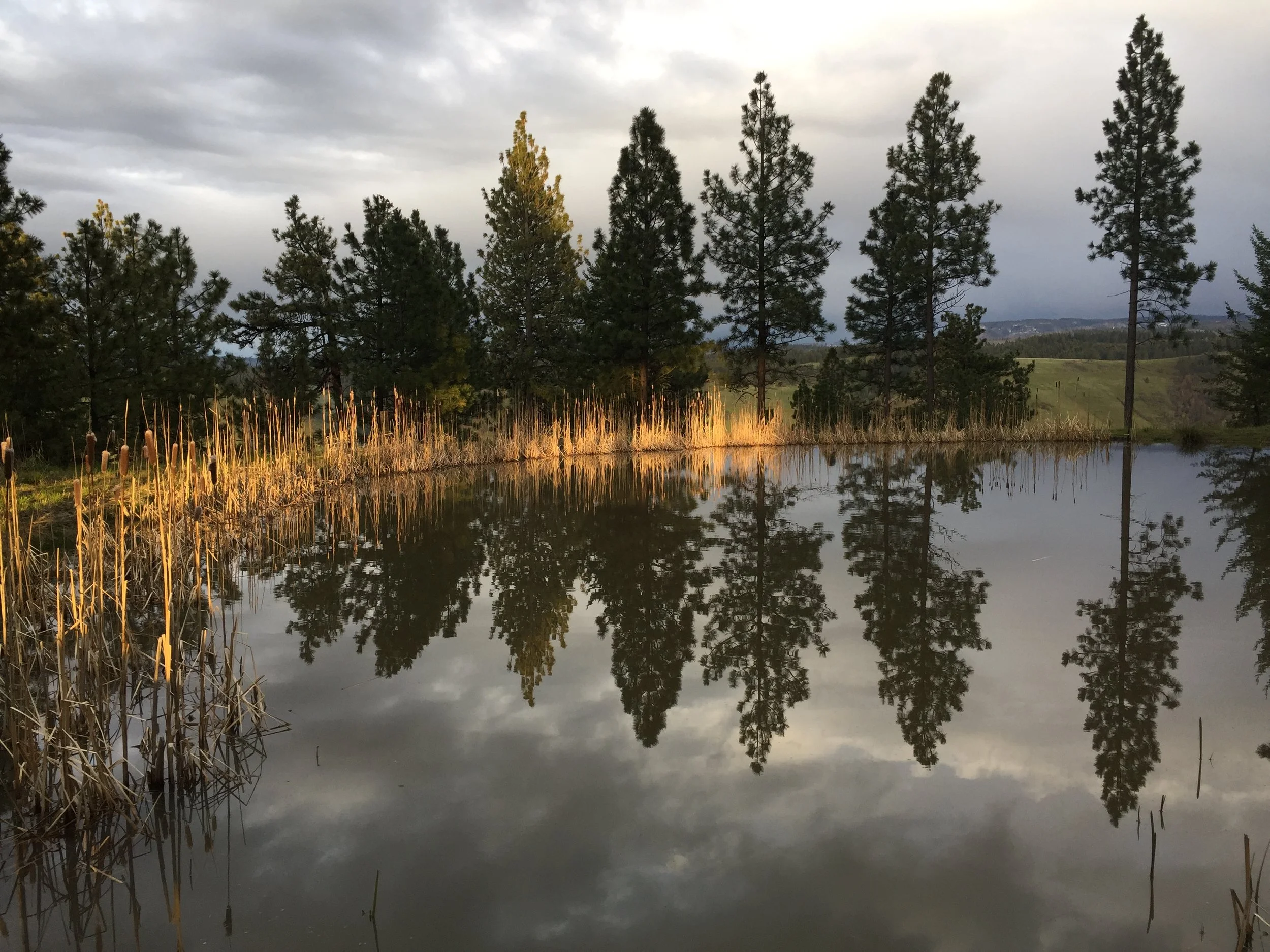 Conservation — Jasper Mountain Reserve
