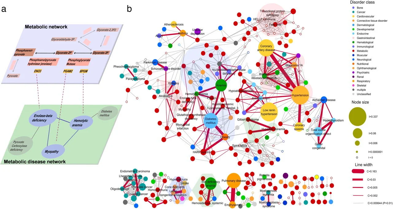 The implications of human metabolic network topology for disease ...