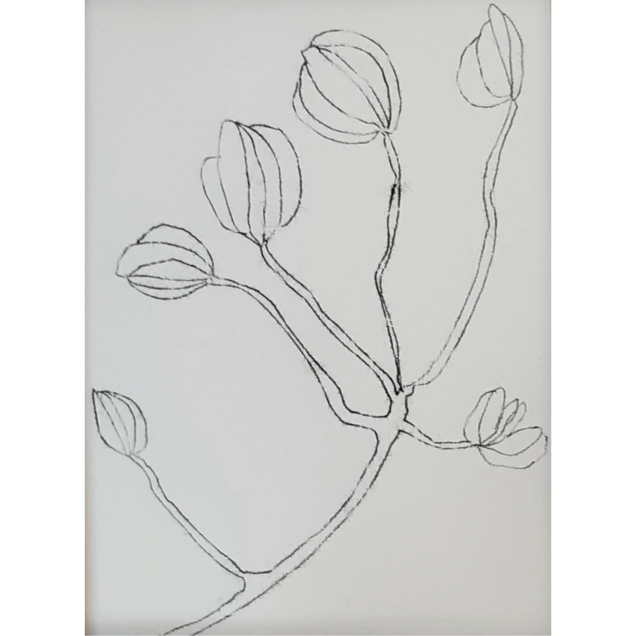 Botanical Art — FOUR PEAS IN A POD