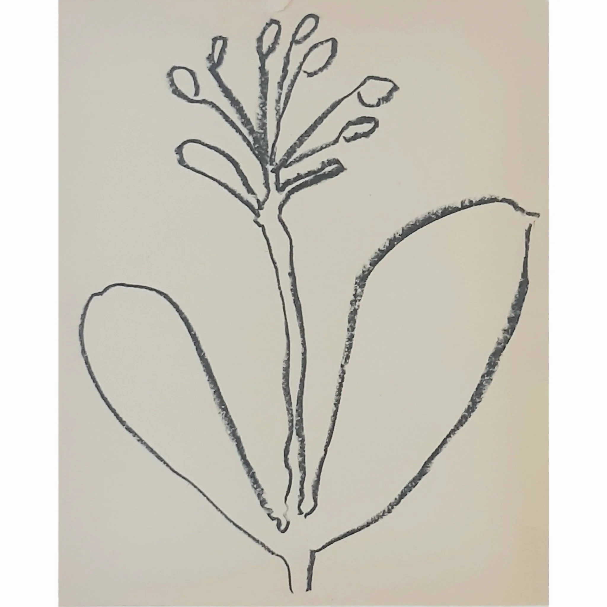 Botanical Art — FOUR PEAS IN A POD