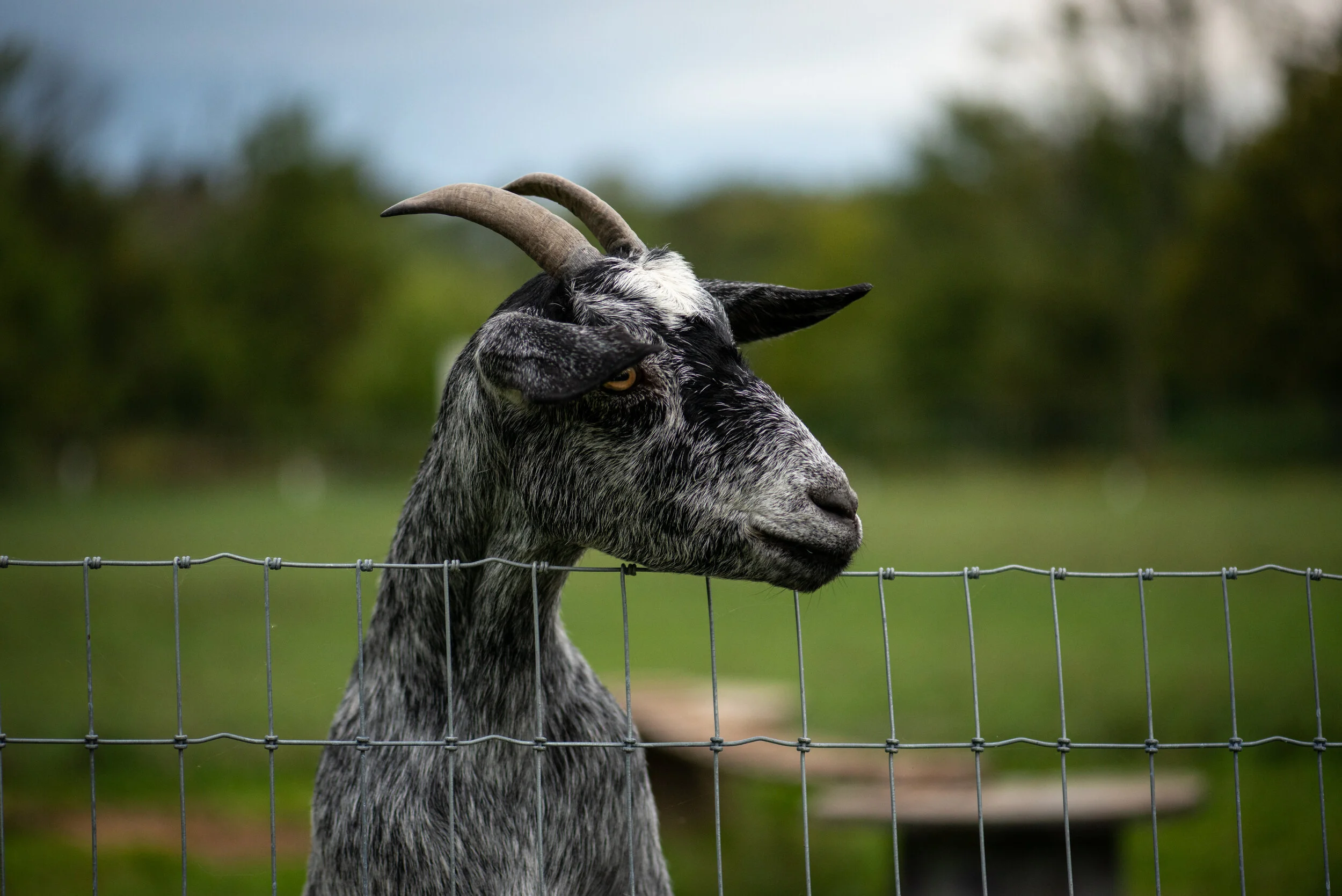 Our Philosophy — Seven Gables Farm