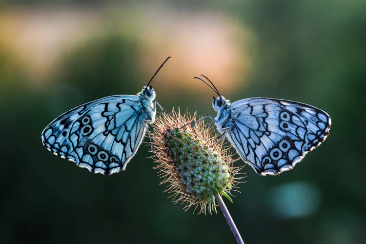 PUPA Focusing with Annette Dubreuil and Co.