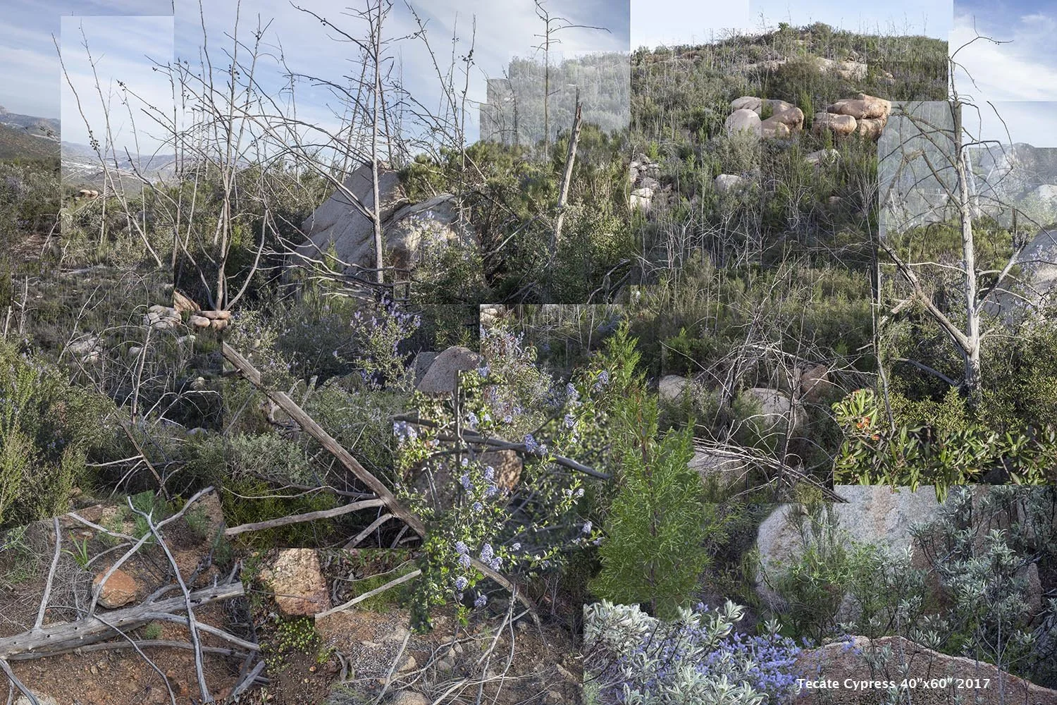 Remember the Trees — Ruth Wallen