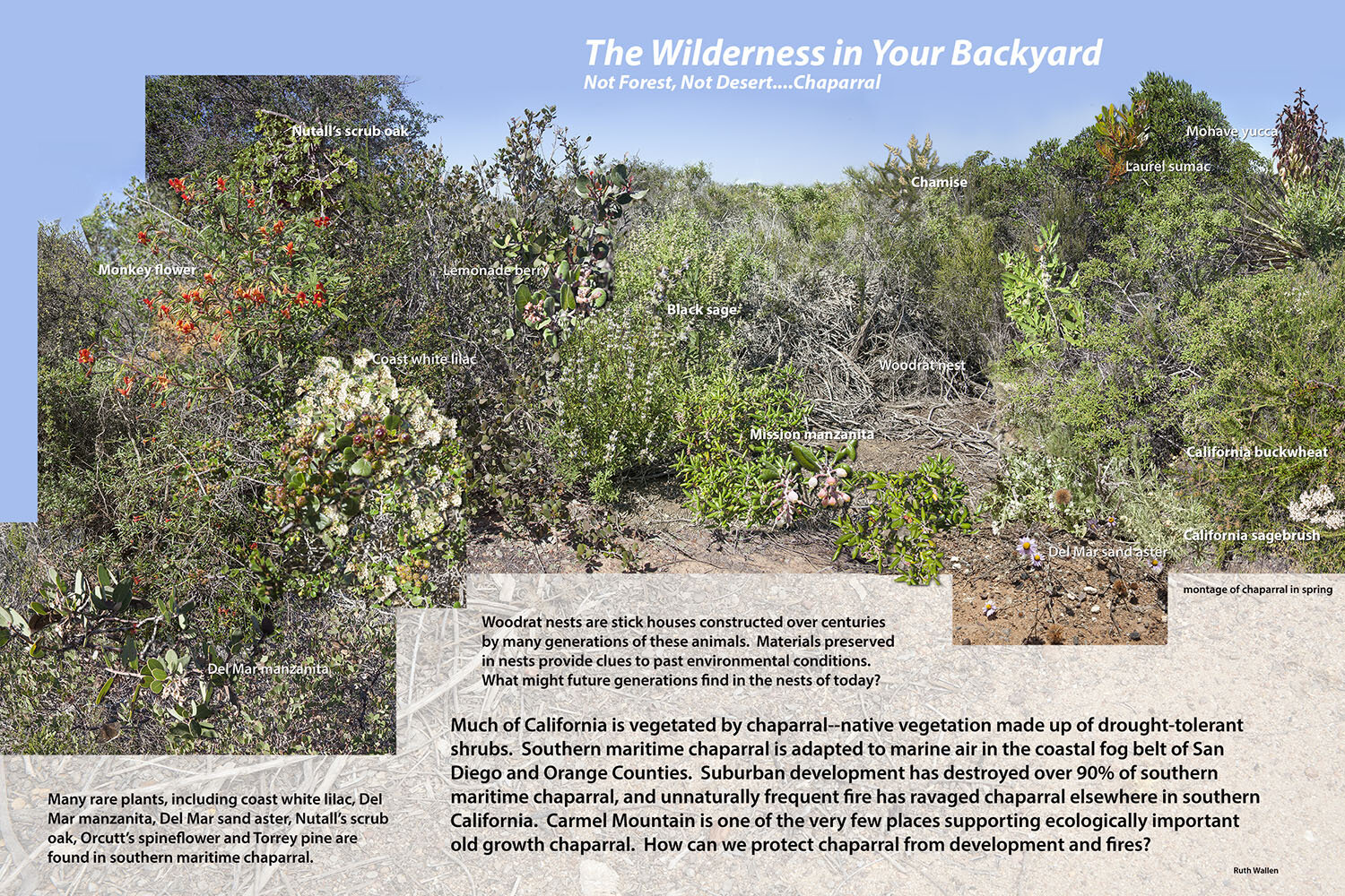 Ruth Wallen Ecological Artist