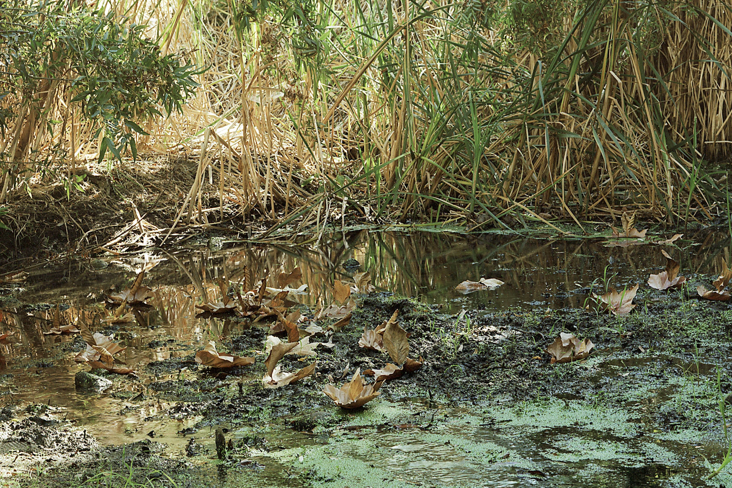 Ruth Wallen Ecological Artist