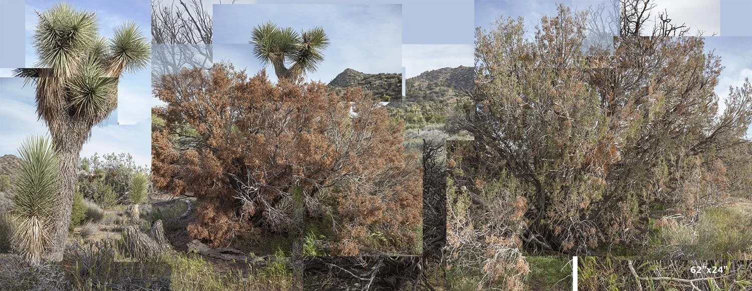 Walking with Trees — Ruth Wallen