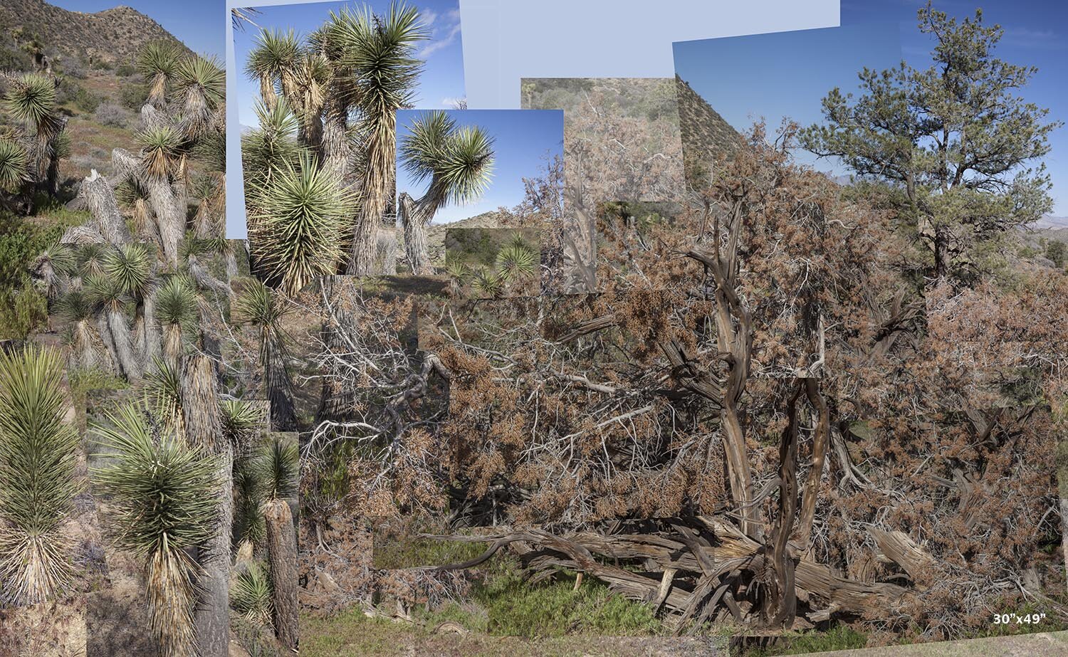 Walking with Trees — Ruth Wallen