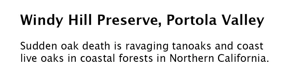 Walking with Trees — Ruth Wallen