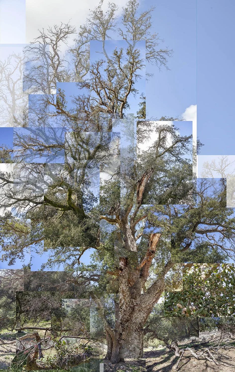 Walking with Oaks — Ruth Wallen