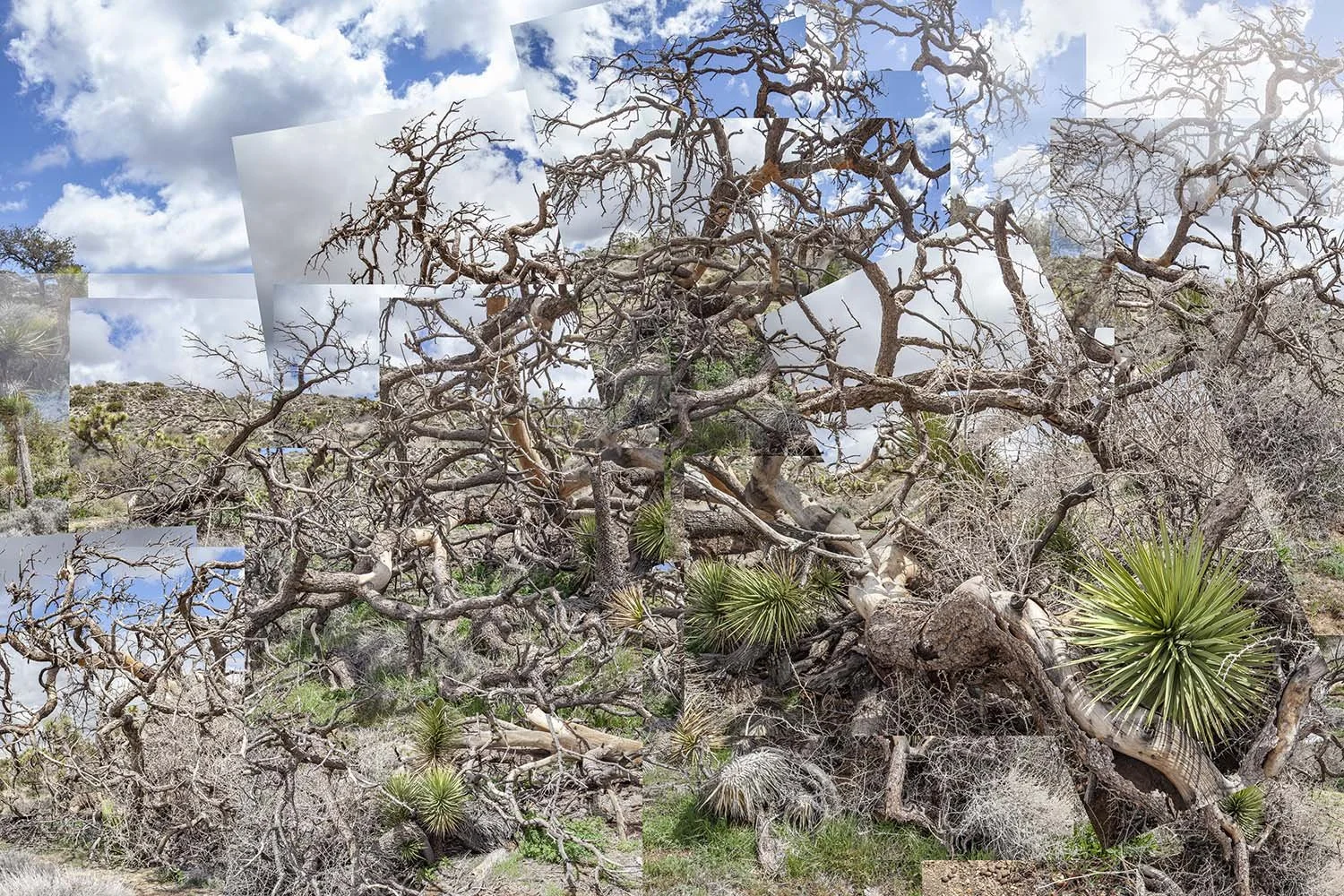 Ruth Wallen Ecological Artist