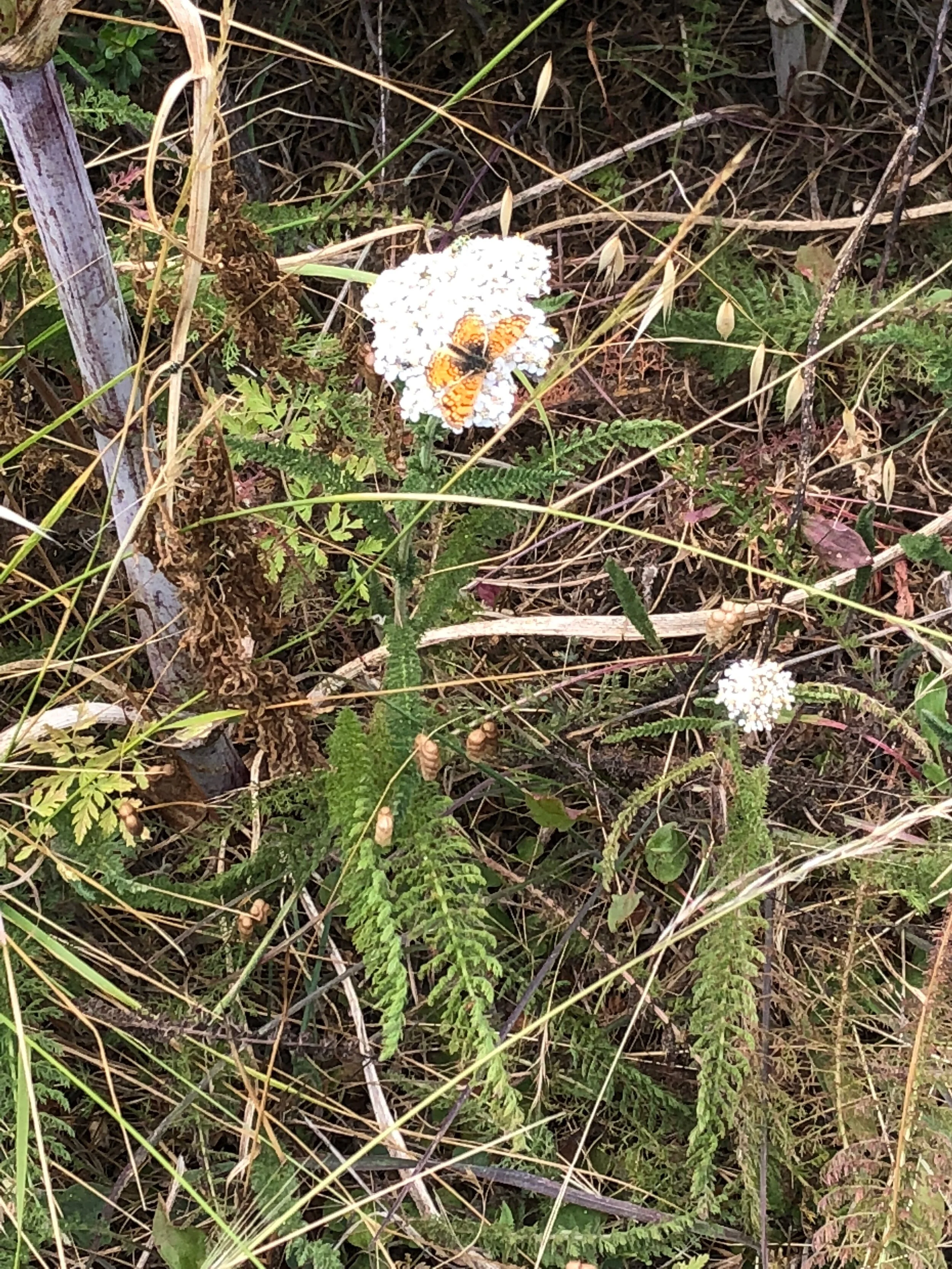 Yarrow - Achillia Millefolium - Plant Profile — Everyday Plant Magic