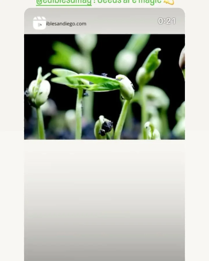 Everyday Plant Magic