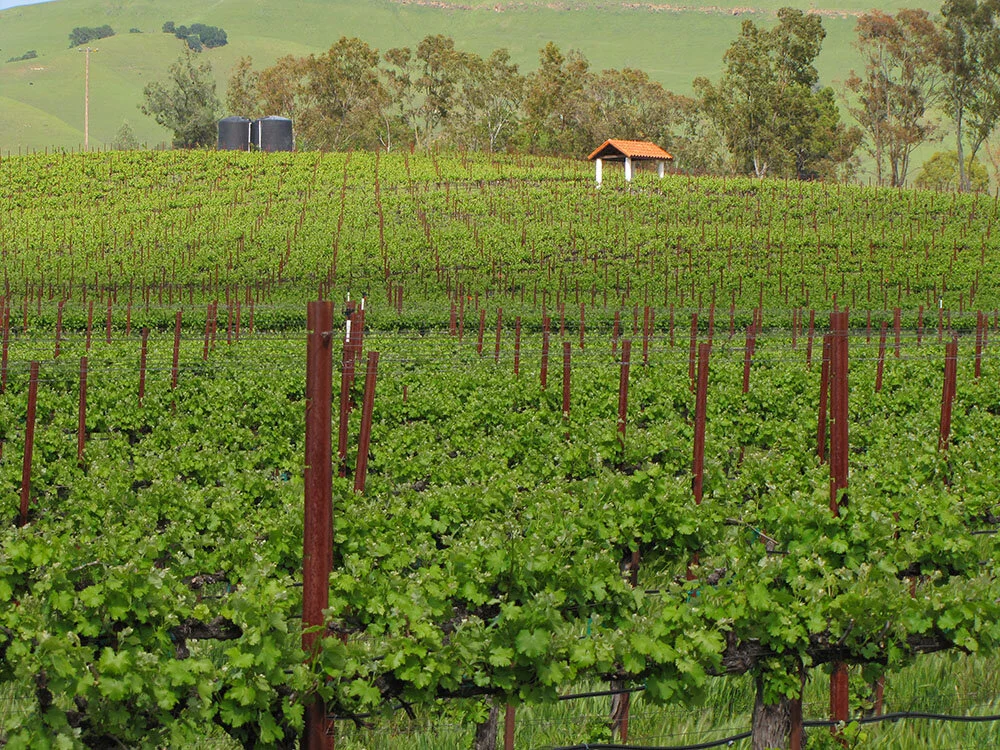 Capay Valley Vineyards — Yolo County Vineyard & Winery Association