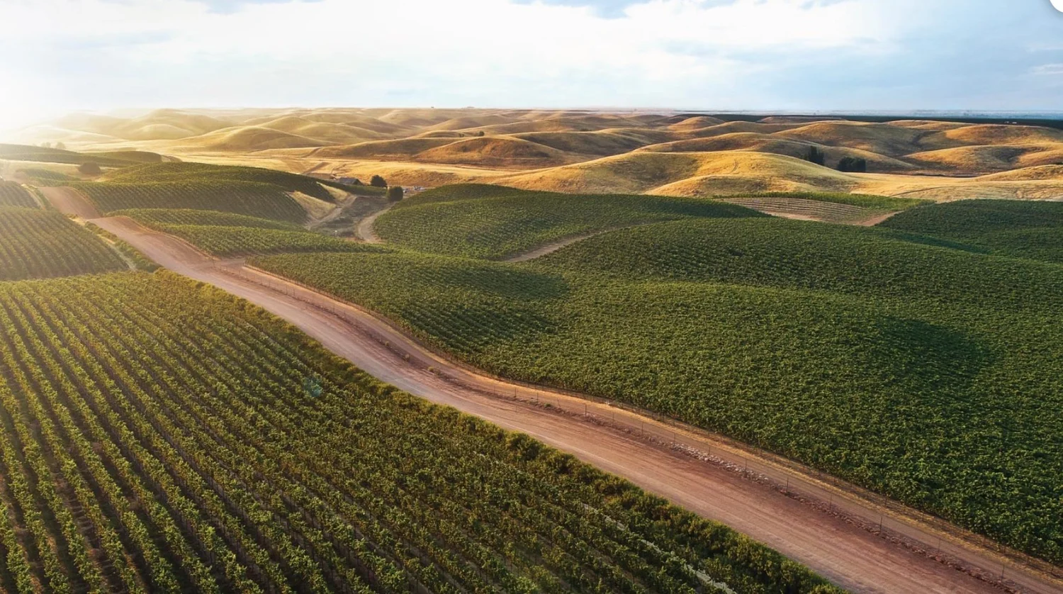 Yolo County Vineyard & Winery Association