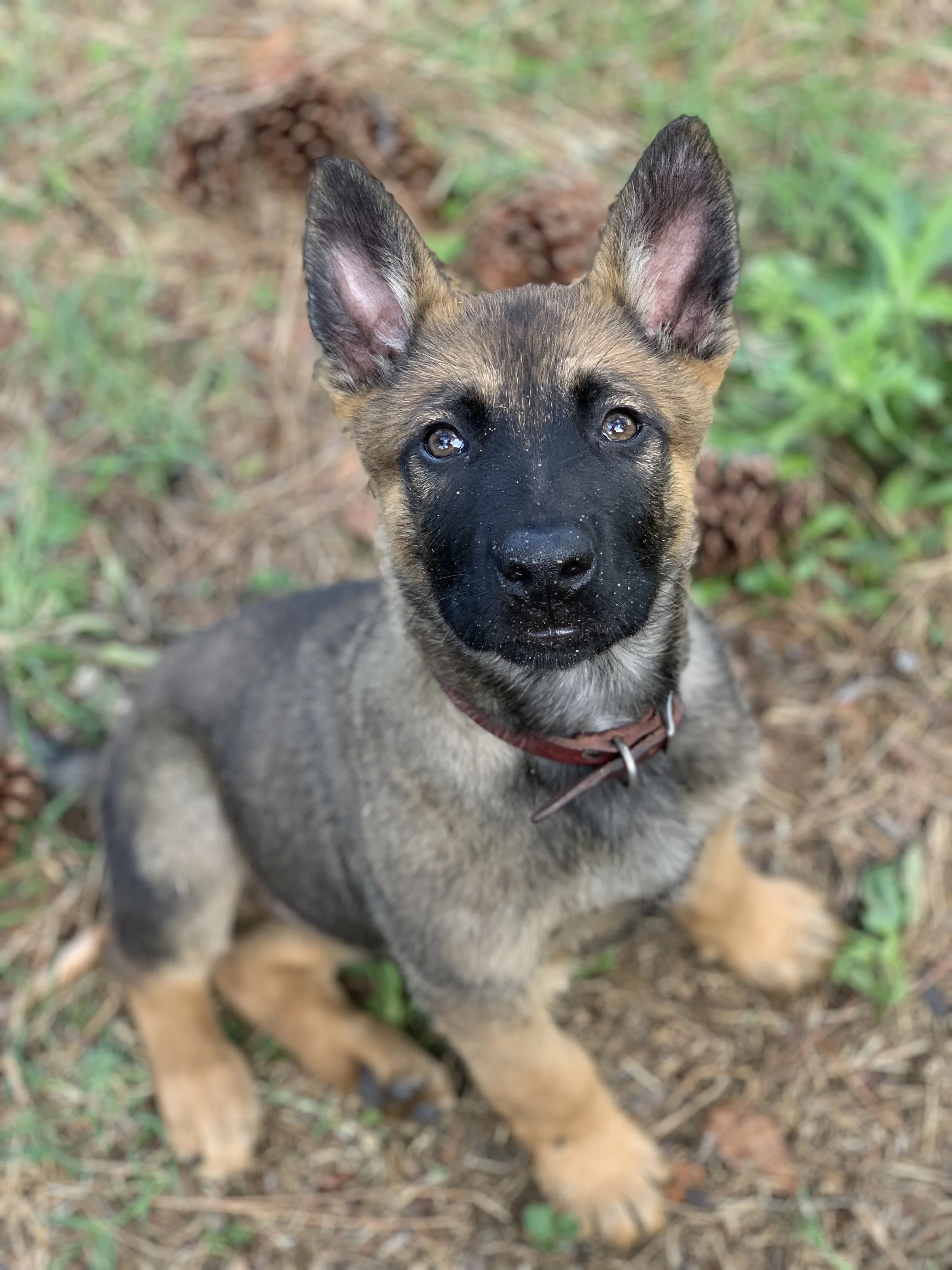 Home Front K9s HFK9 Home Front K9s HFK9