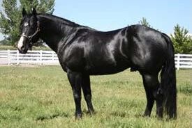 Our Stallions — The Davis Ranch