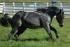 Our Stallions — The Davis Ranch