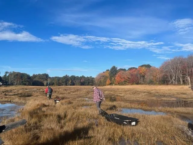 Salt Marsh Restoration — Cumberland County Soil & Water Conservation ...