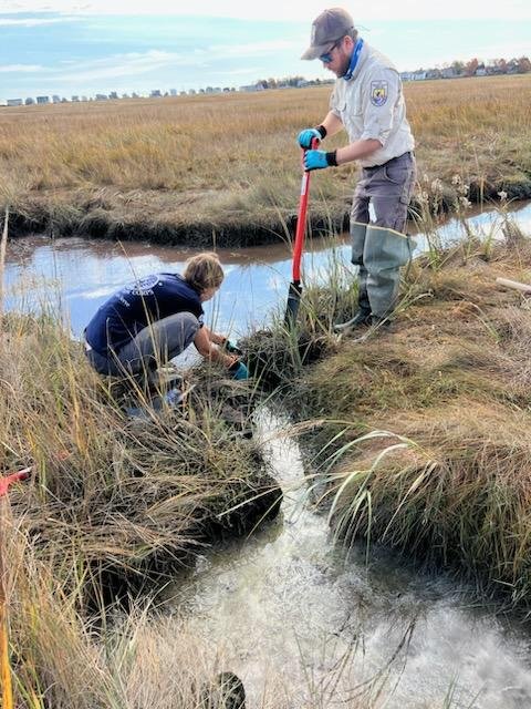 Salt Marsh Restoration — Cumberland County Soil & Water Conservation ...