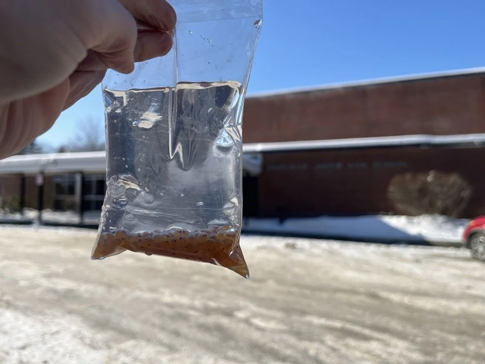 Trout Egg Delivery in Local Schools — Cumberland County Soil & Water ...