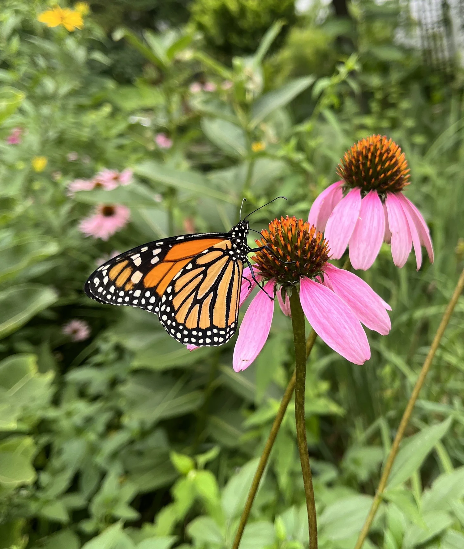 Butterflies of Summer — Fearless Gardening