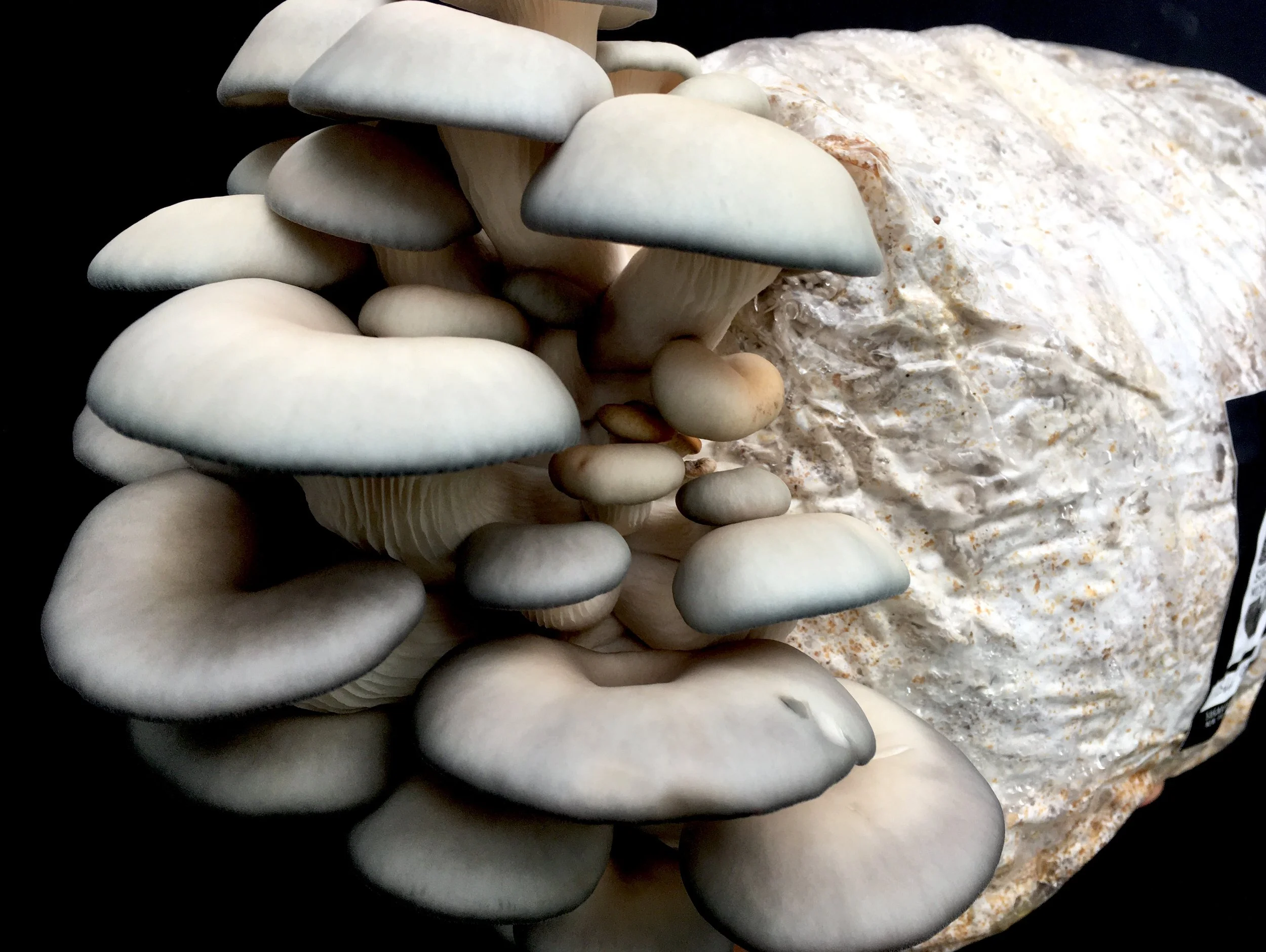 Small mushroom gift box - Sugarshack mushrooms