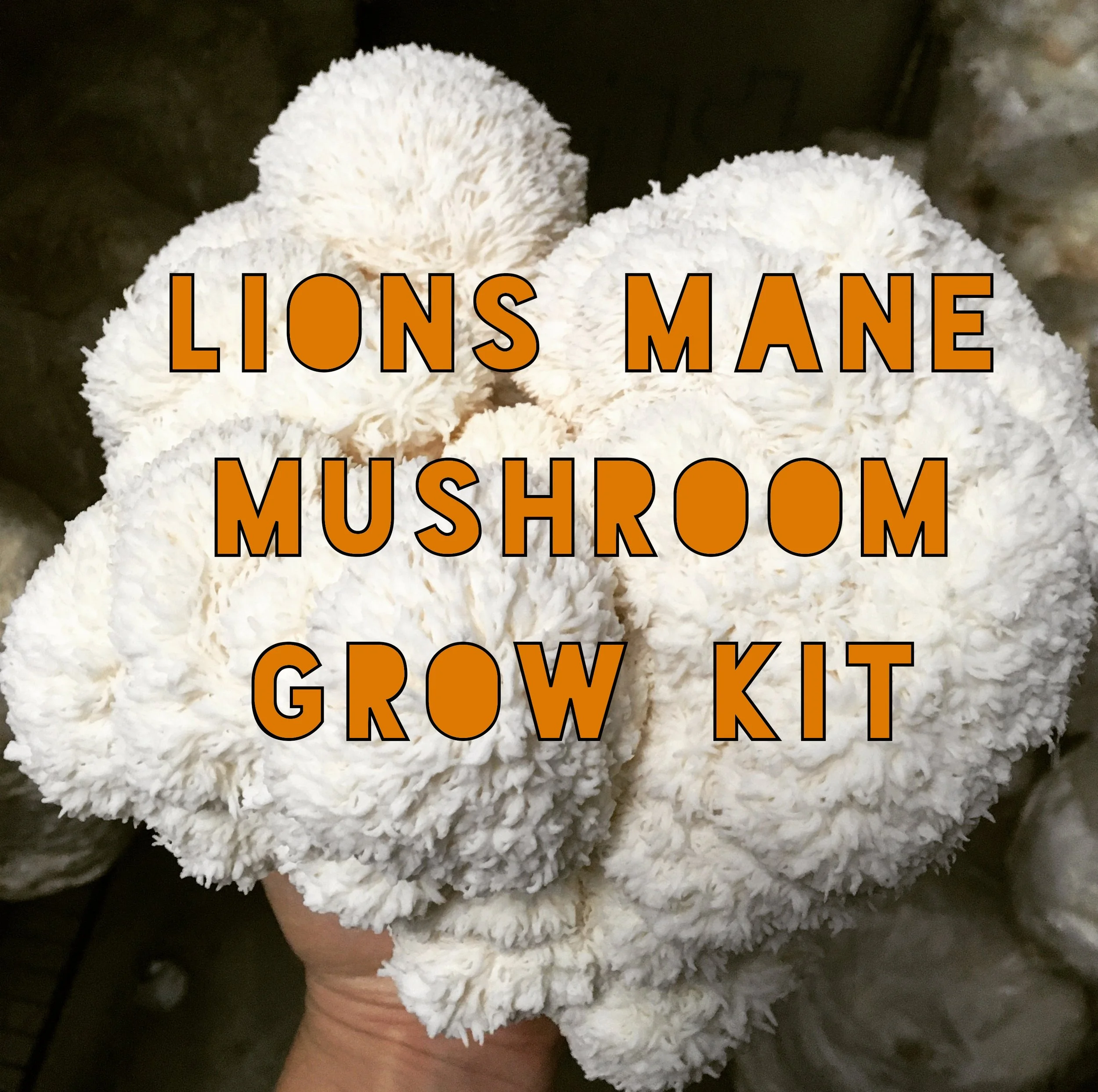 GROW KITS — Sugarshack Mushrooms