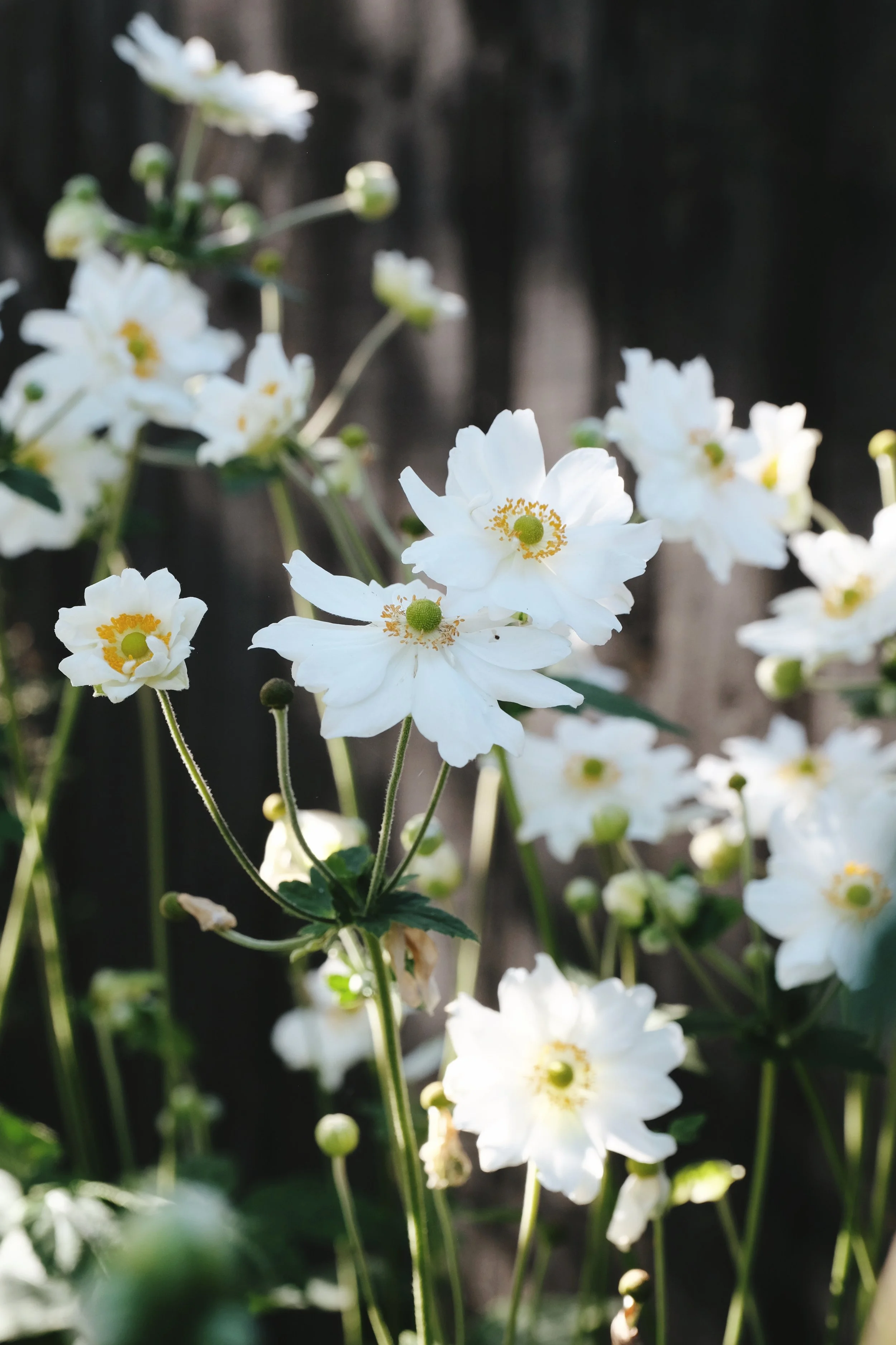 Japanese Anemone Plant