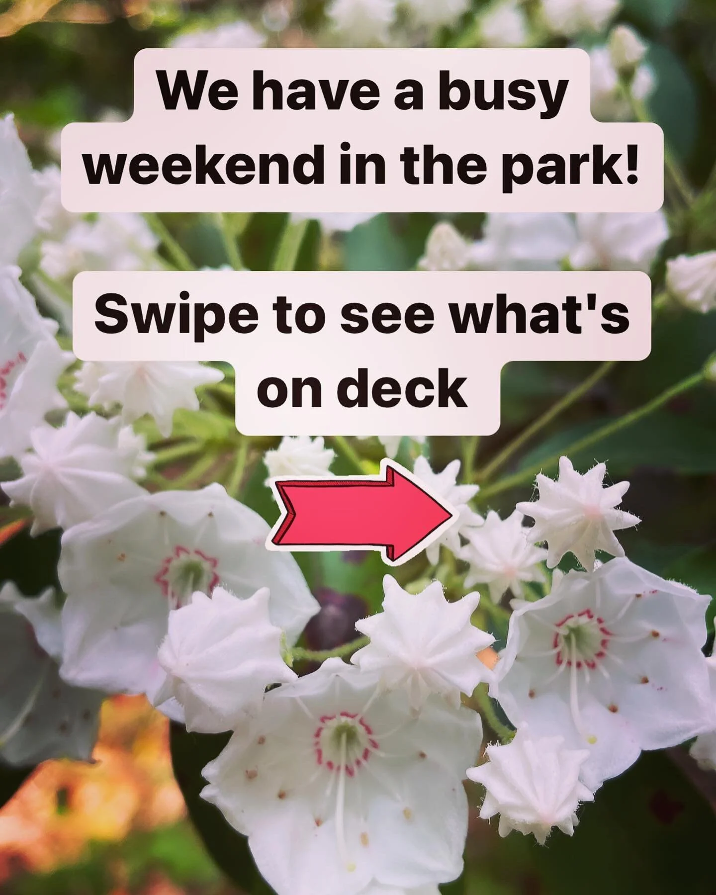 Downing Park Conservancy